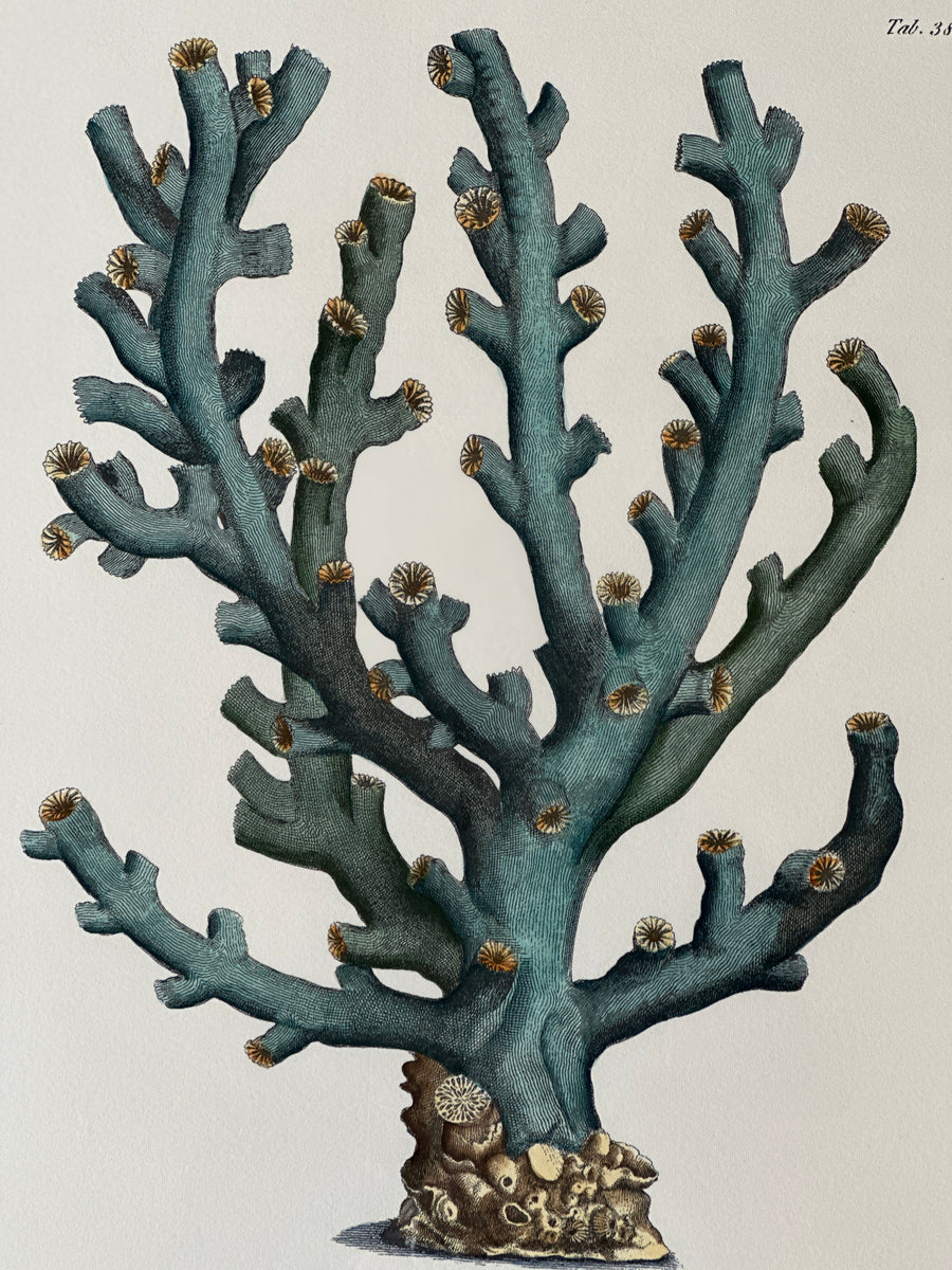 Botanical Prints of Blue Coral – Litten Tree Antiques